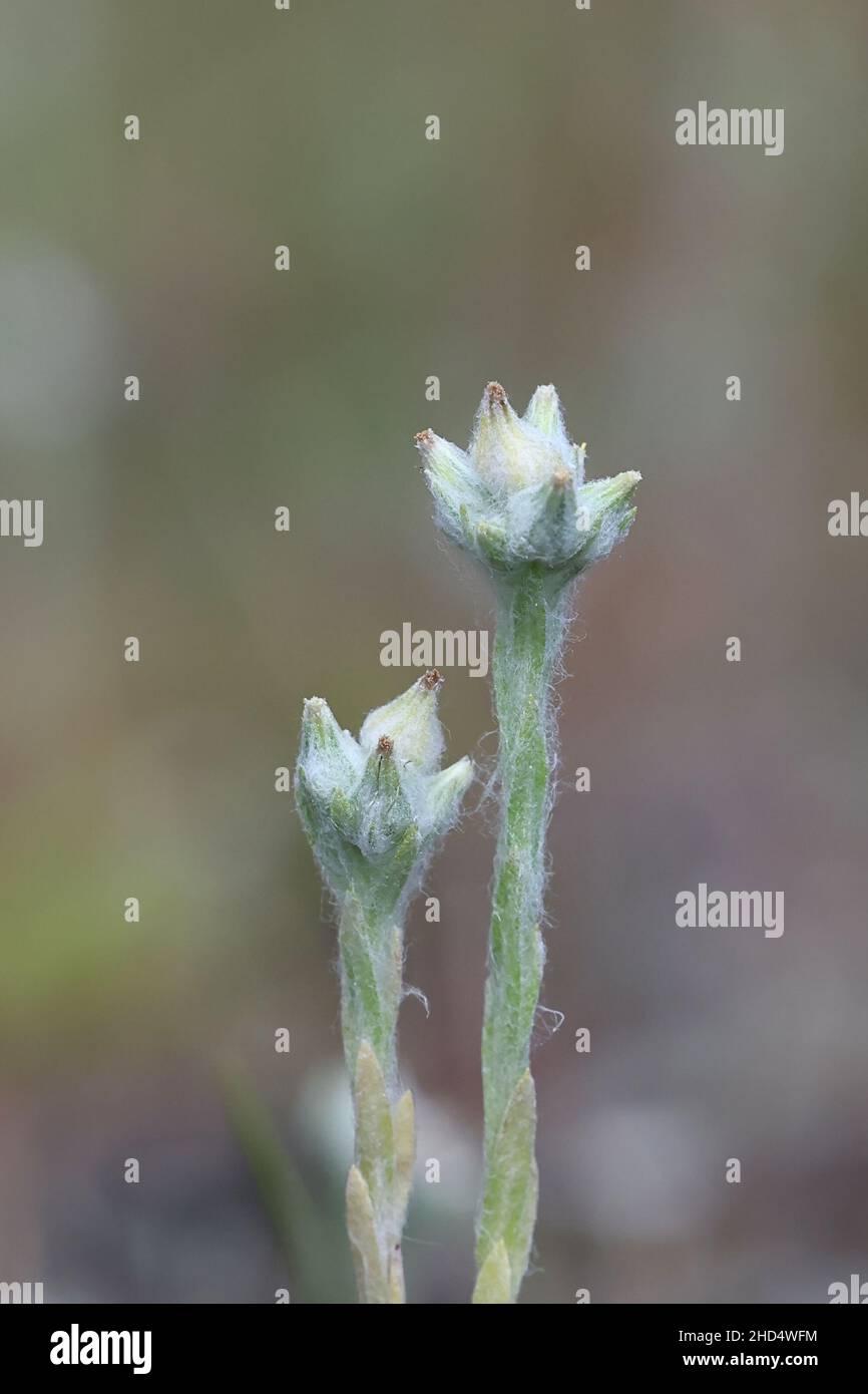 Logfia arvensis hi-res stock photography and images - Alamy