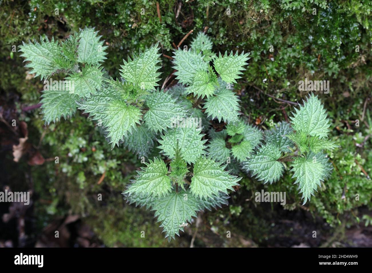 Stinging Nettle, also called Common nettle or Greater nettle, Urtica ...