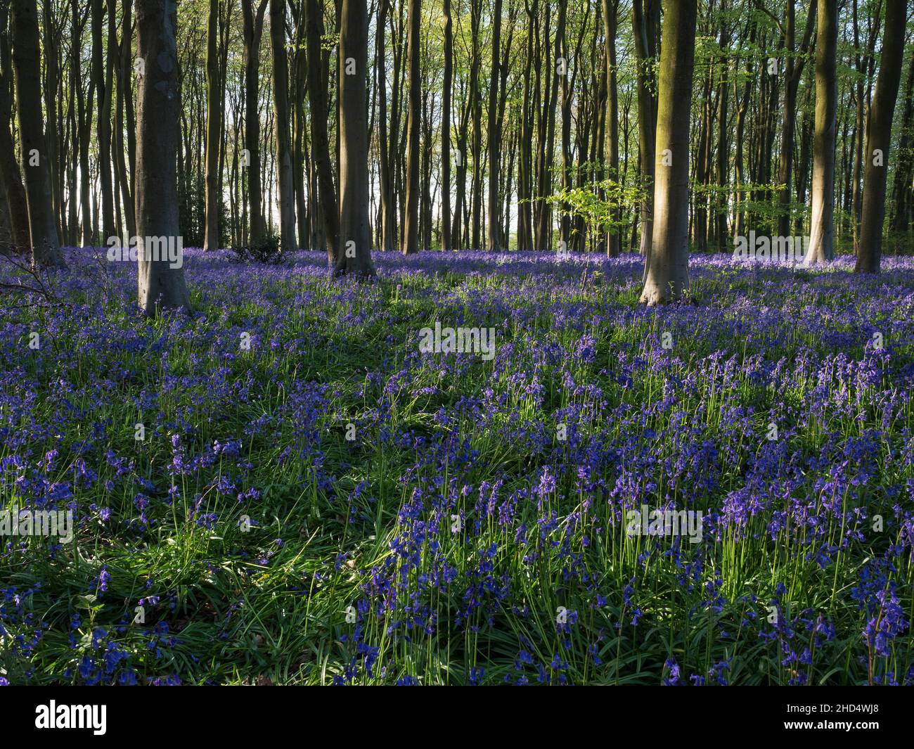 Bluebell Hyacinthoides non-scripta woodland, Itchen Wood, Hampshire ...