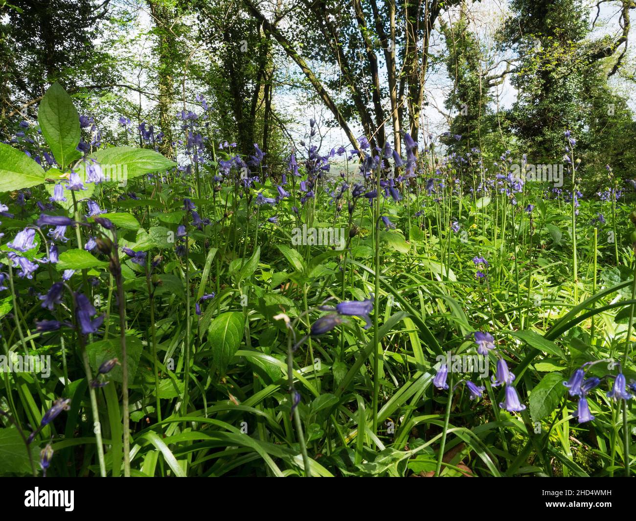 Swell wood hi-res stock photography and images - Alamy