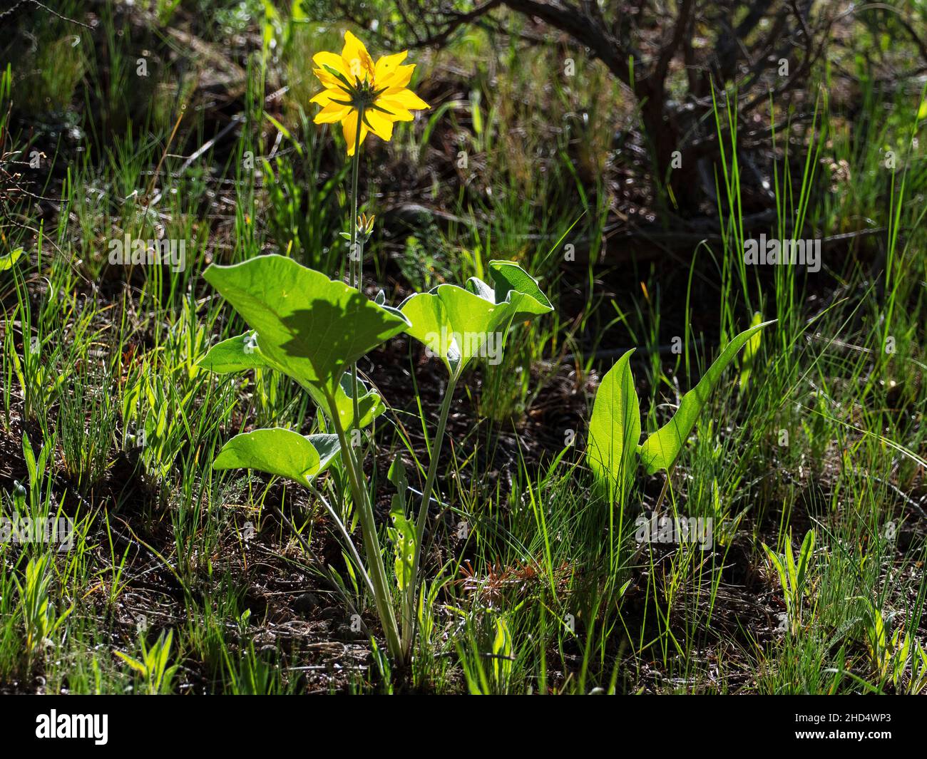 Hell roaring trailhead car park hi-res stock photography and images - Alamy