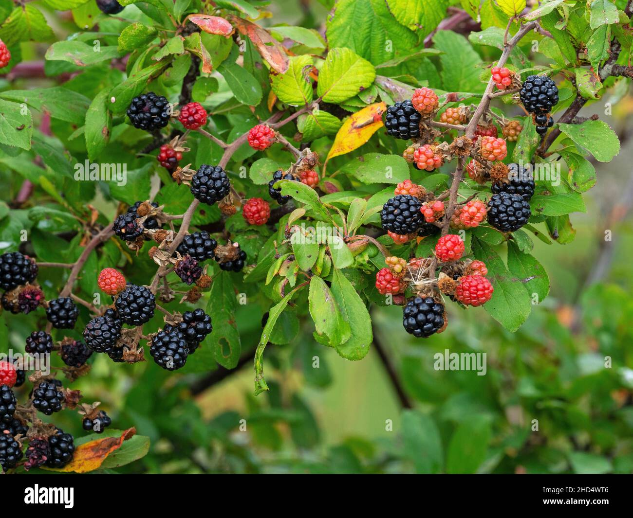 Bramble Rubus fruiticosus berries, near Blacksmock Overbridge, West ...