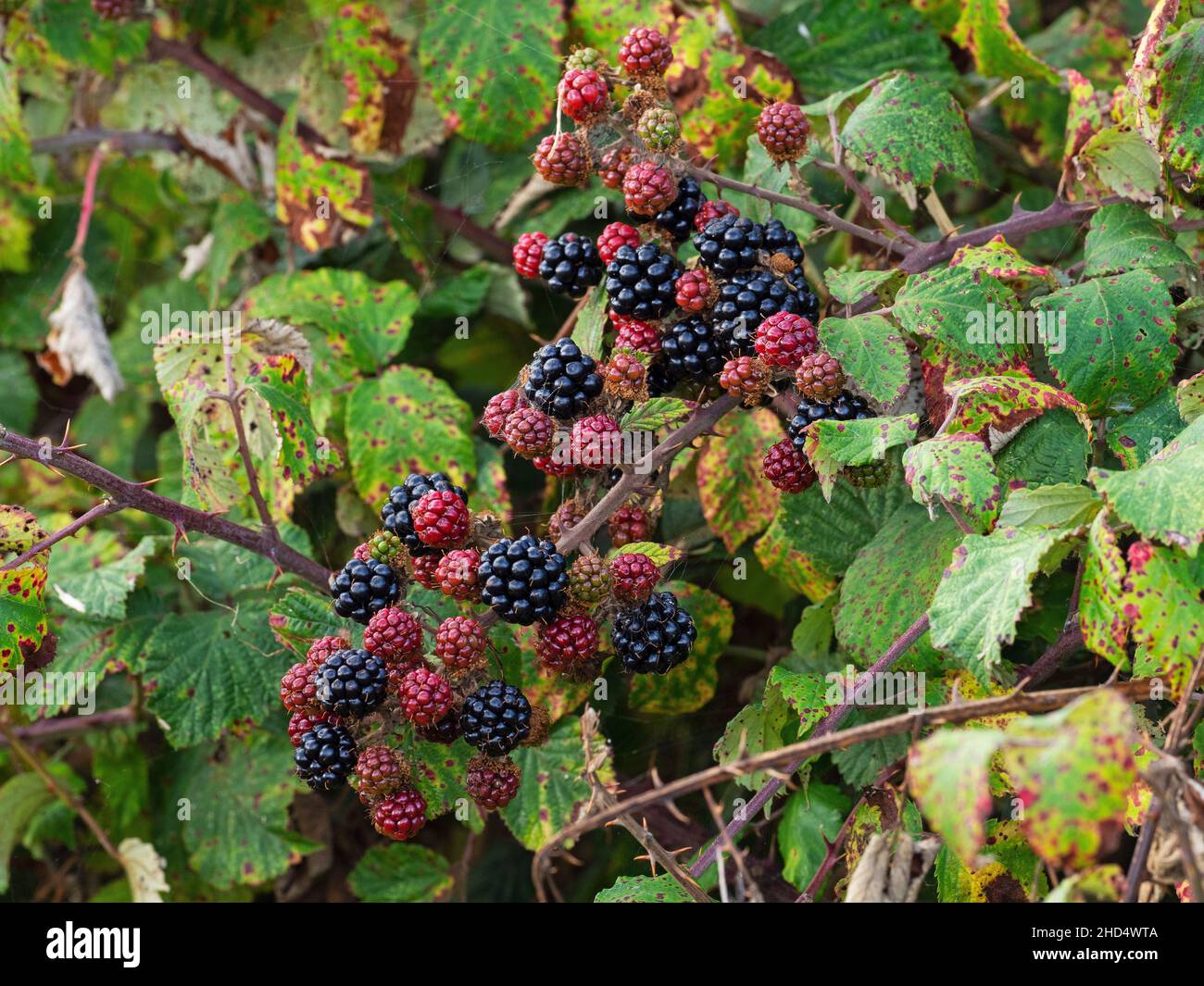 Bramble Rubus fruiticosus berries, near Blacksmock Overbridge, West ...
