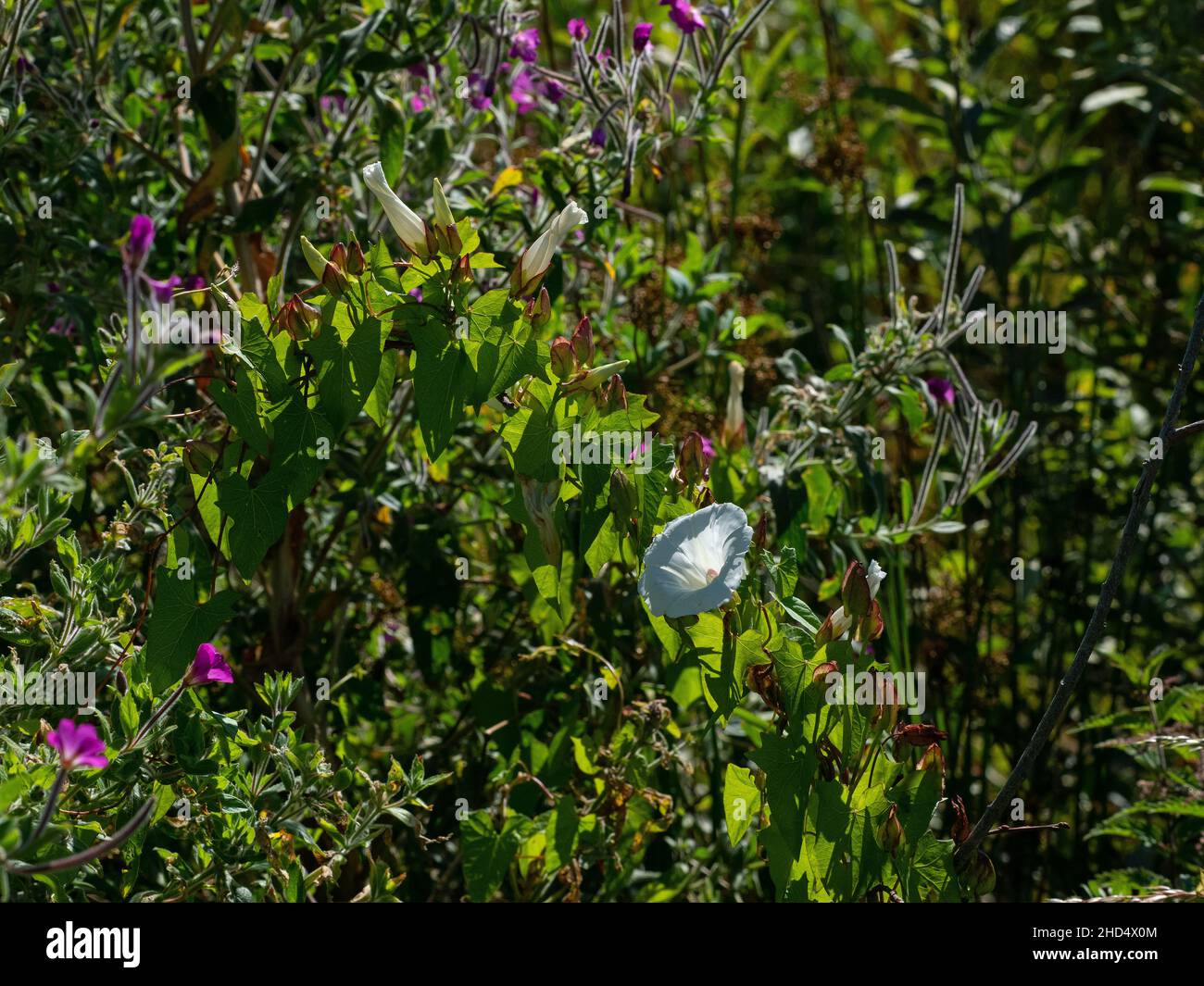 Great bindweed Calystegia silvatica back-lit, beside the nature trail ...