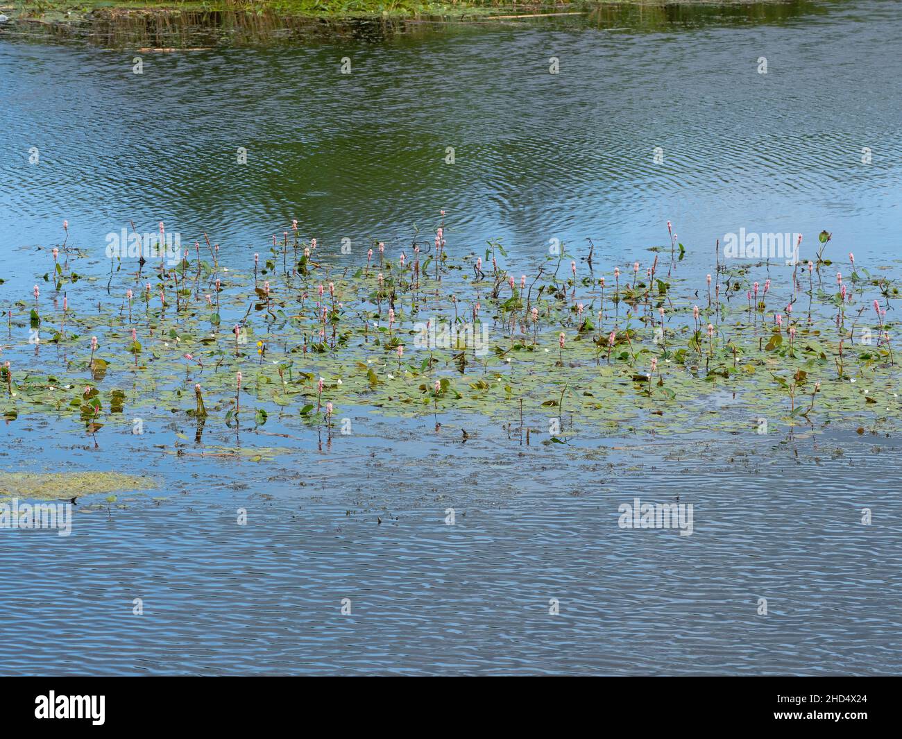 Amphibious bistort Persicaria amphibia in a reedbed pool, from North ...