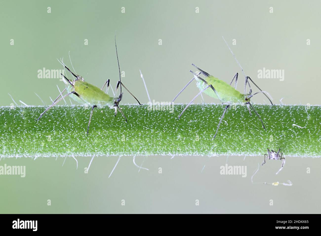 Sap-sucking aphids on field scabious, Knautia arvensis Stock Photo - Alamy