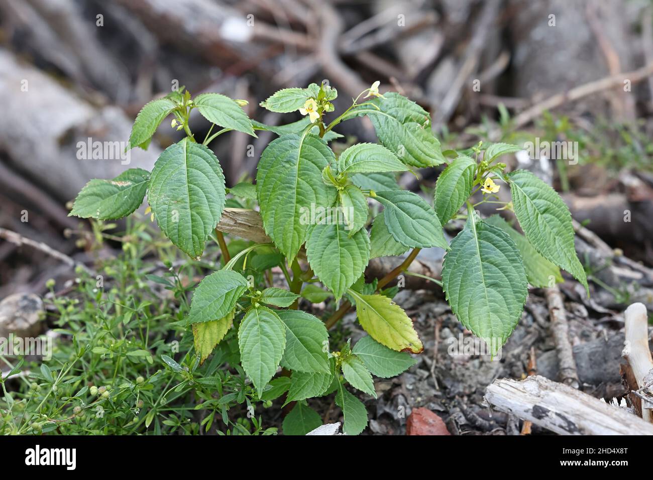 Impatiens parviflora, commonly known as Small balsam or Smallflower ...