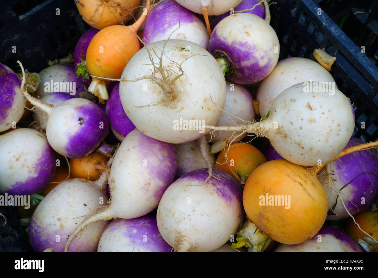 Colorful purple and orange turnip vegetable at a winter farmers market ...