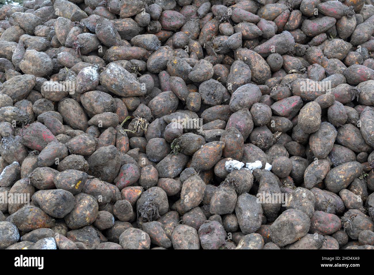 Fodder beet hi-res stock photography and images - Alamy