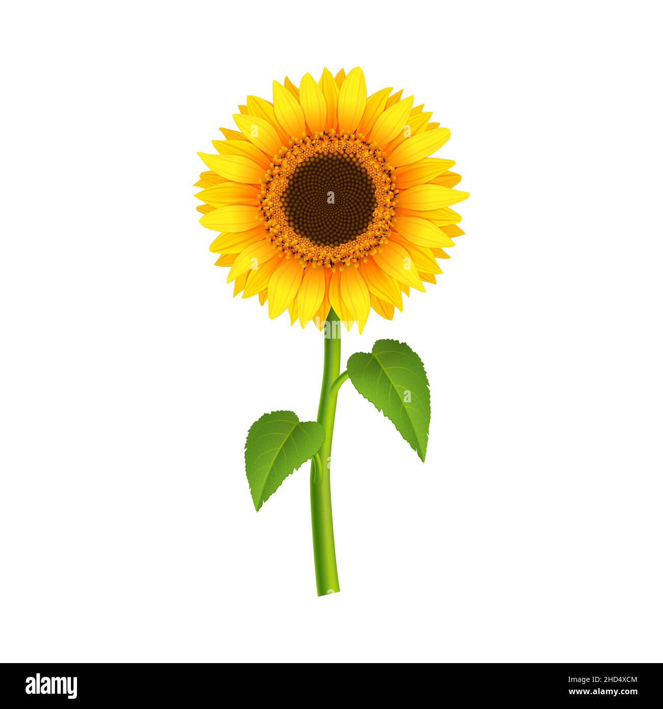 Sunflower vectors hi-res stock photography and images - Alamy