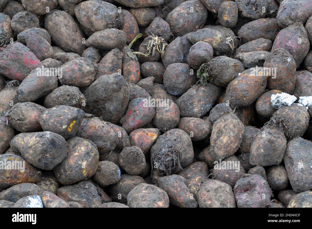 Sugar beet roots, stored to be used as animal feed during the winter ...