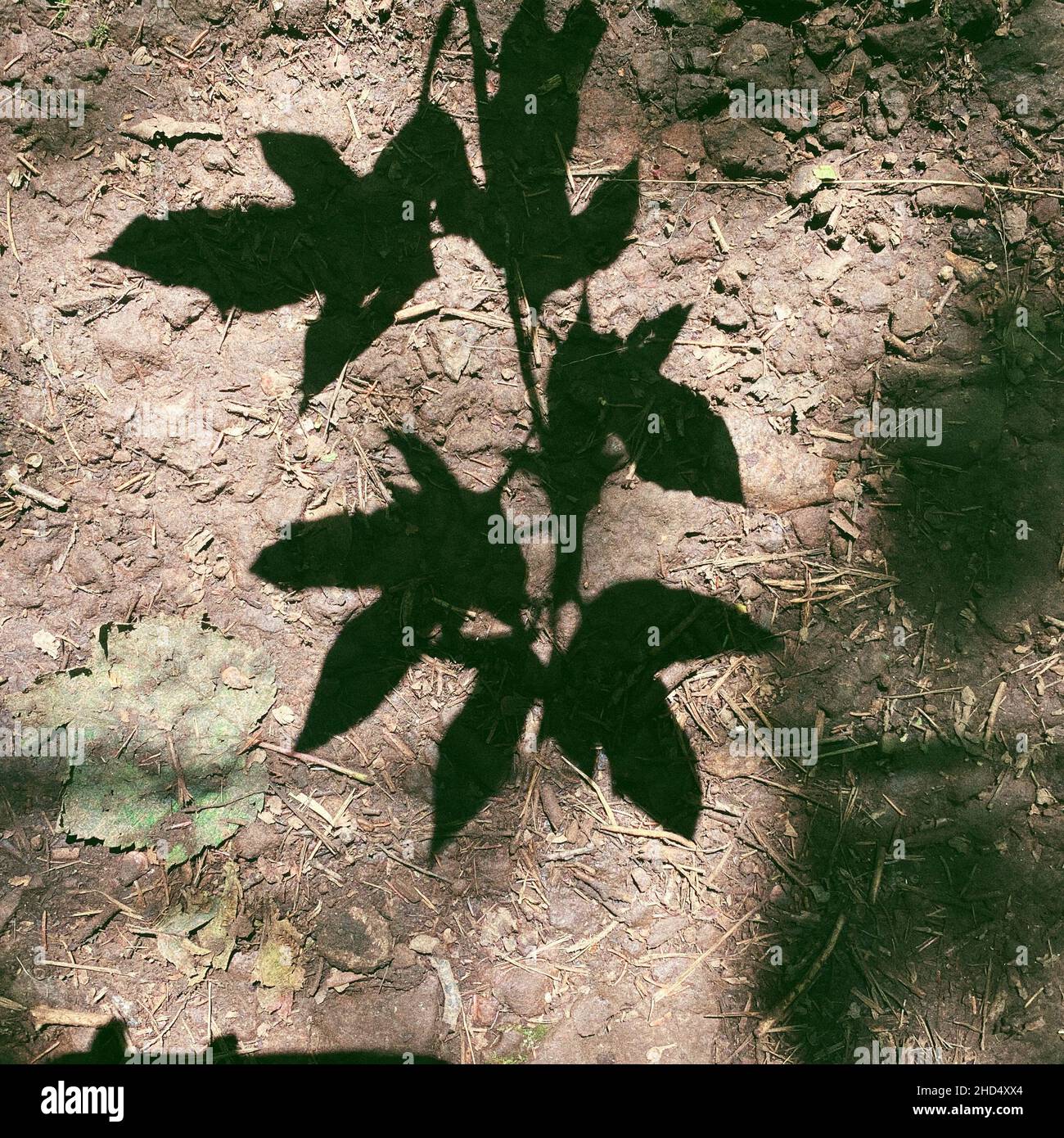 Shadow foliage background pattern hi-res stock photography and images ...