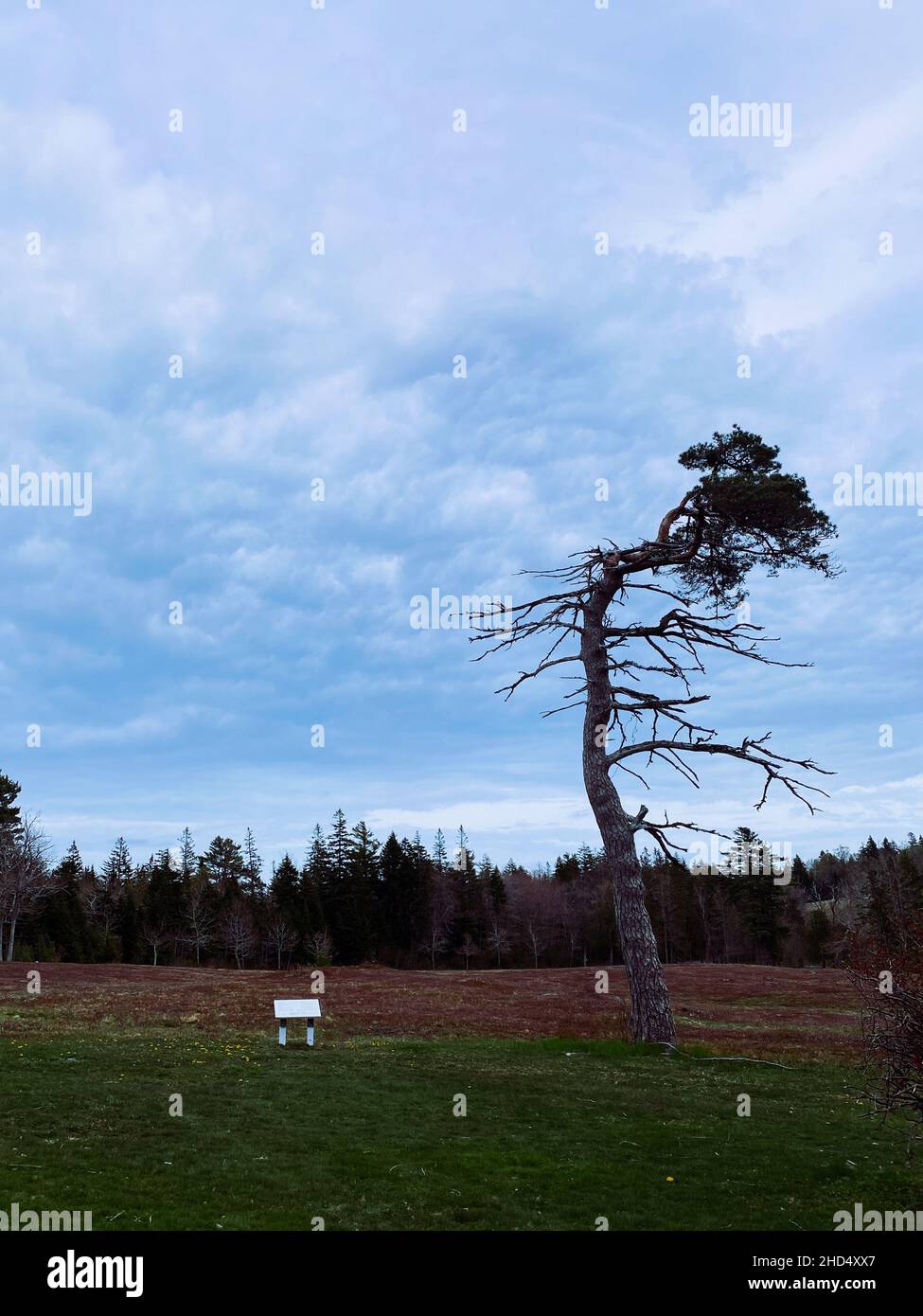 Almost leafless tree hi-res stock photography and images - Alamy
