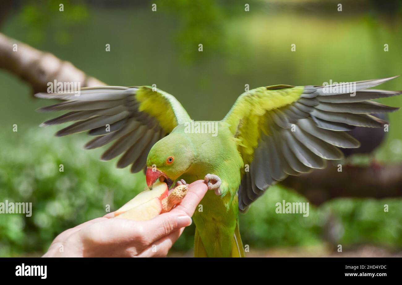 A tourist feeds apple slices to a green ring-necked parakeet in a ...