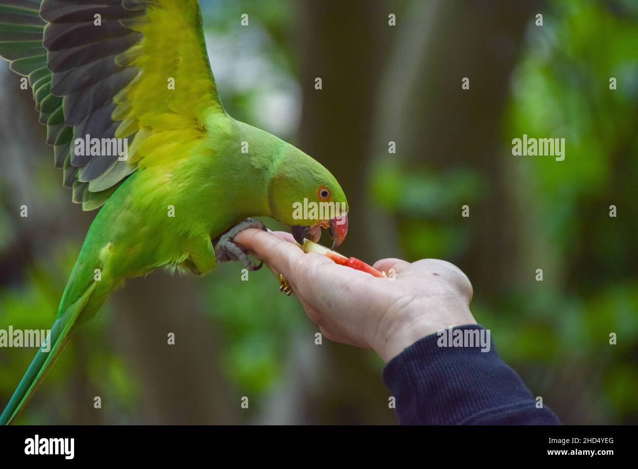 A tourist feeds apple slices to a green ring-necked parakeet in a ...