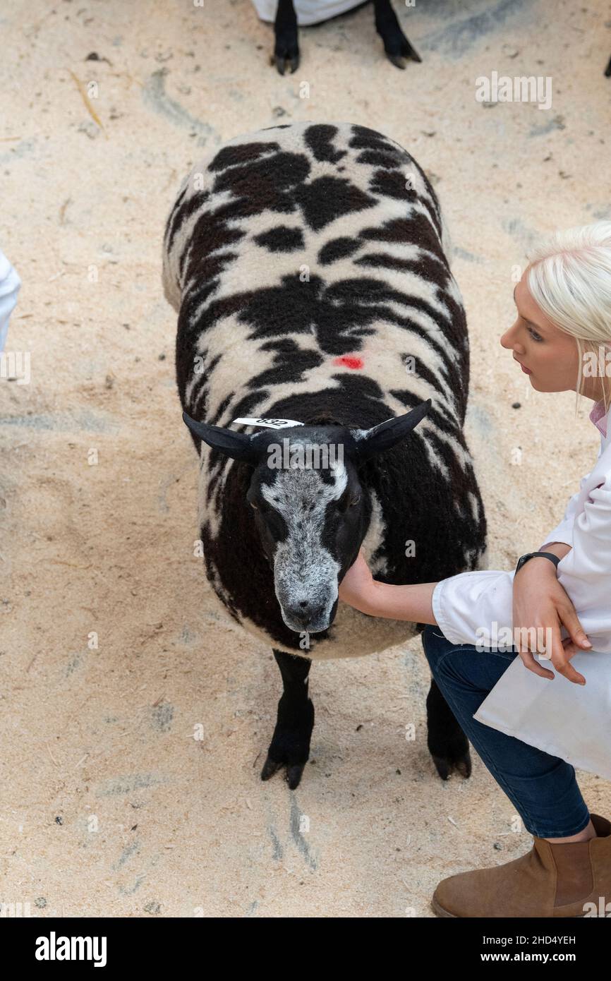 Dutch spotted sheep hi-res stock photography and images - Alamy