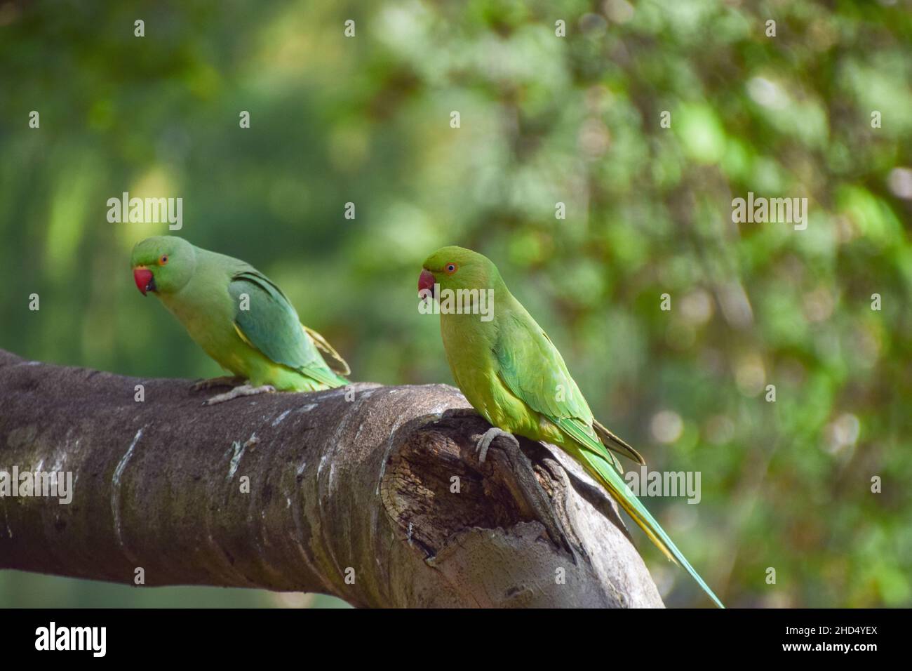Ring-necked parakeets in a park in London, UK Stock Photo - Alamy