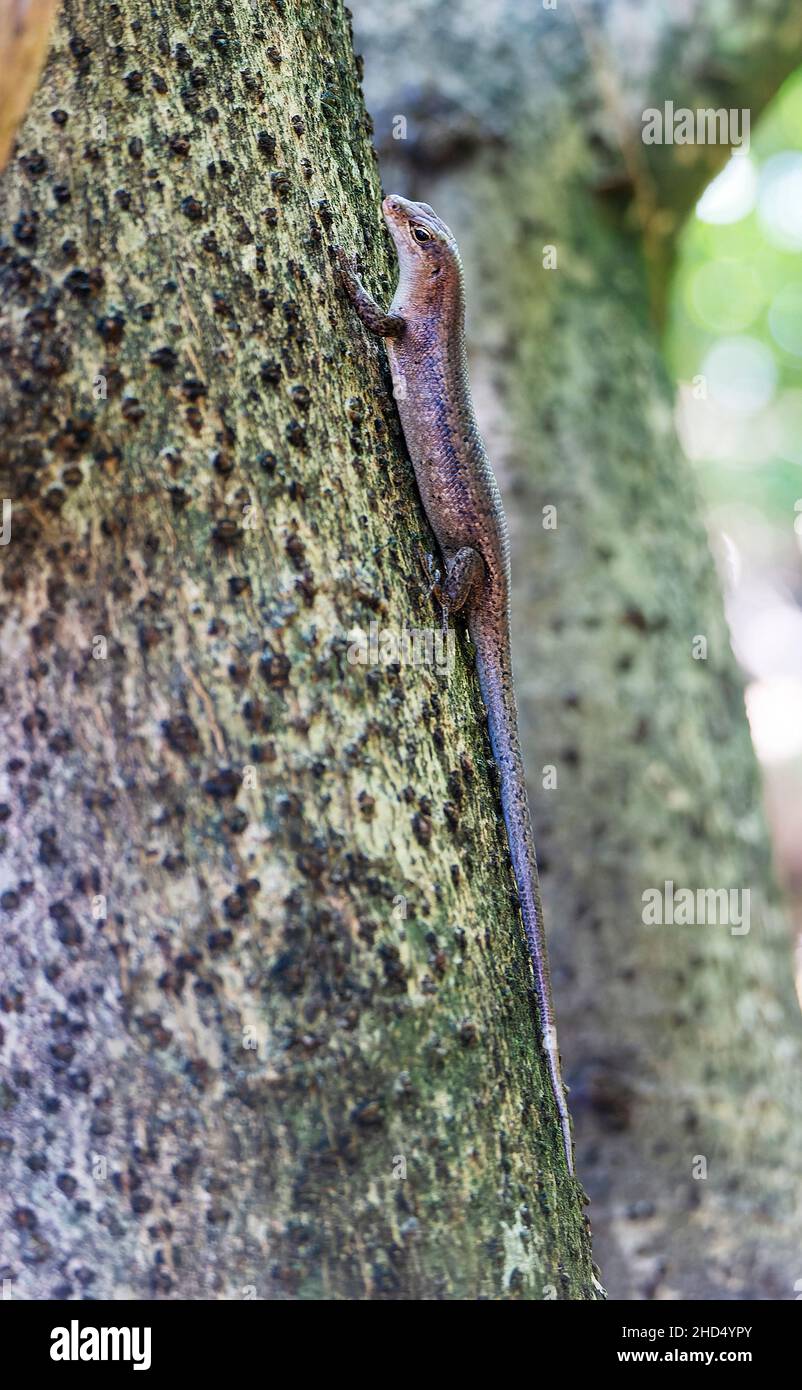 Bronze Gecko at the Seychelles Islands, Indian Ocean, Africa Stock ...