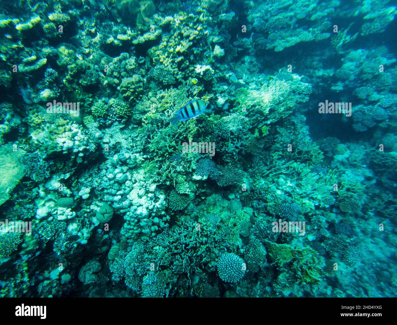 corals in the red sea. view of the bottom of the red sea Stock Photo ...