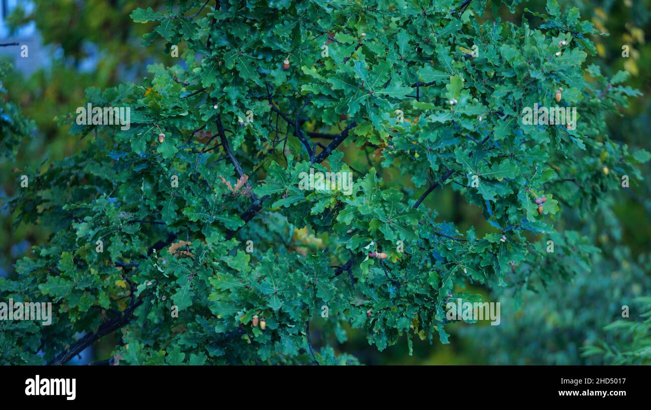 oak branches. leaves and acorns on an oak tree in early autumn Stock ...