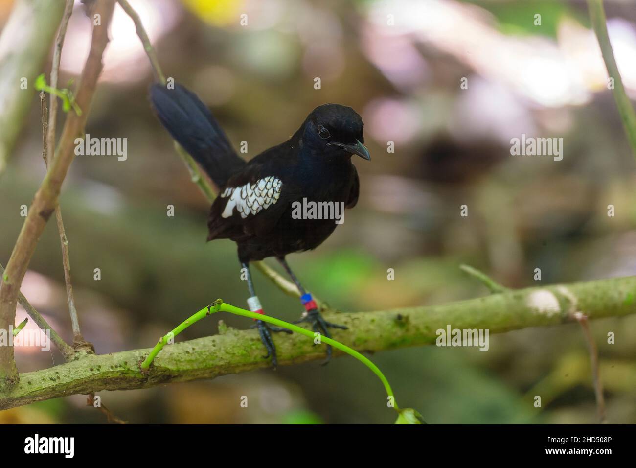 A Seychelles Magpie-Robin, Cousin Island, Seychelles, Indian Ocean ...