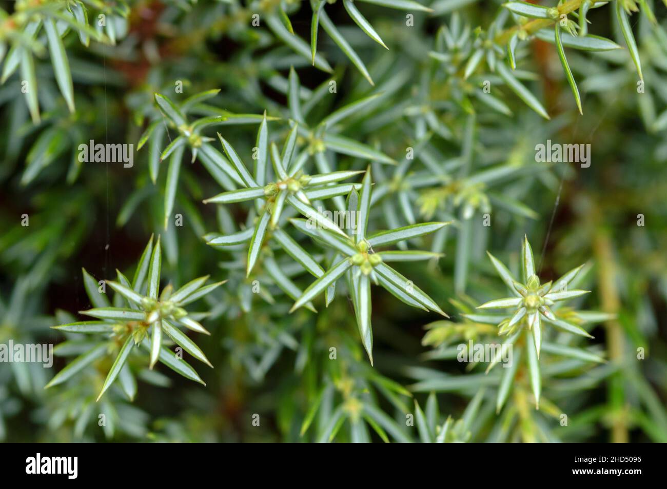 Close Up Juniperus Communis Plant At Muiden The Netherlands 31-8-2021 ...
