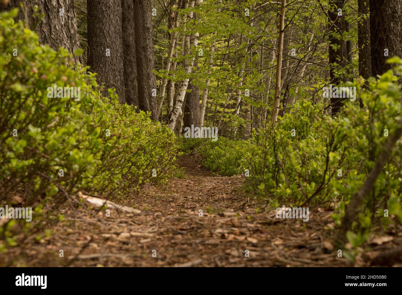forest path in sping from different perspective background Stock Photo ...
