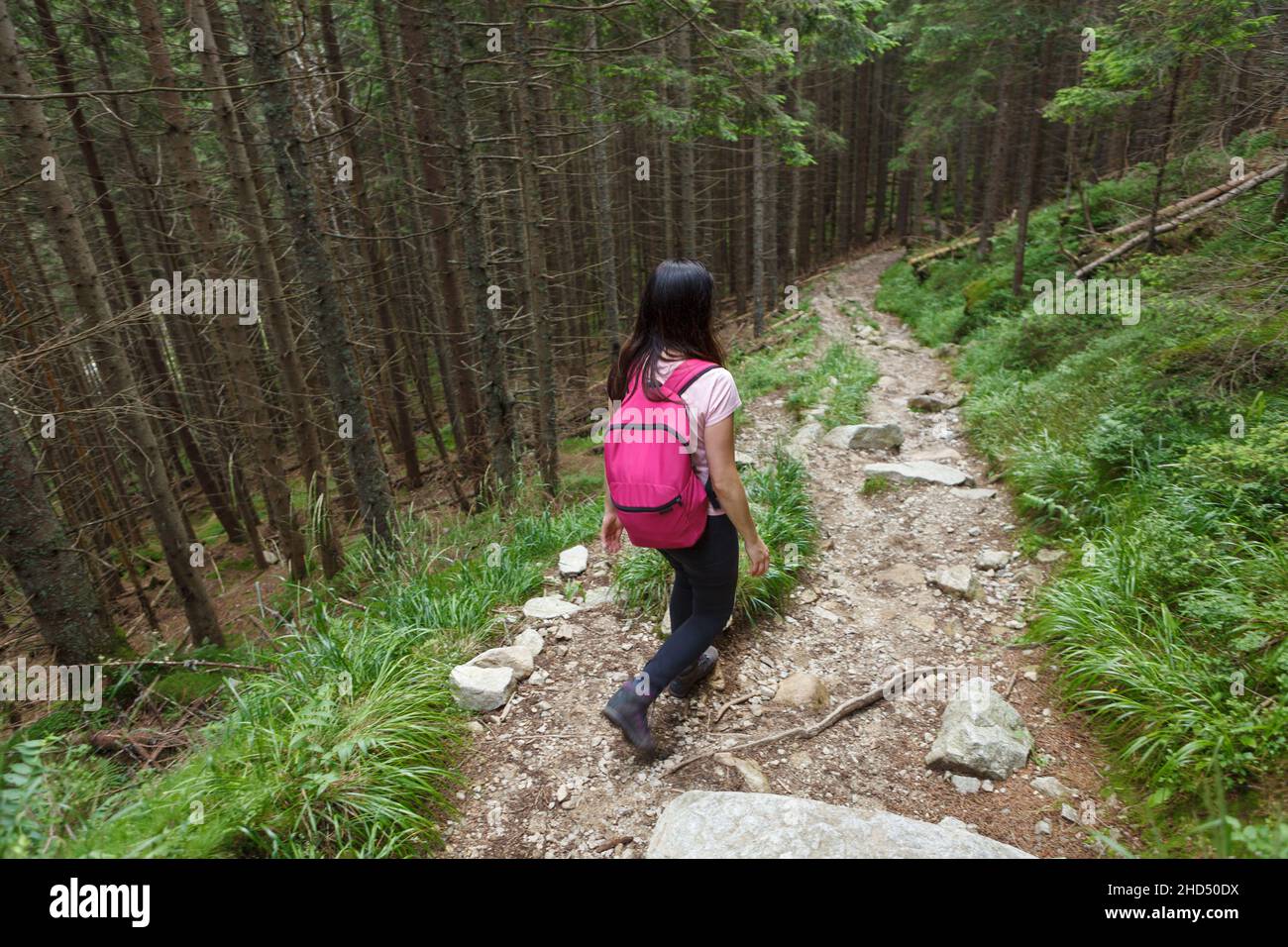 Woman with backpack hiking on mountain path in forest. Shot from behind ...
