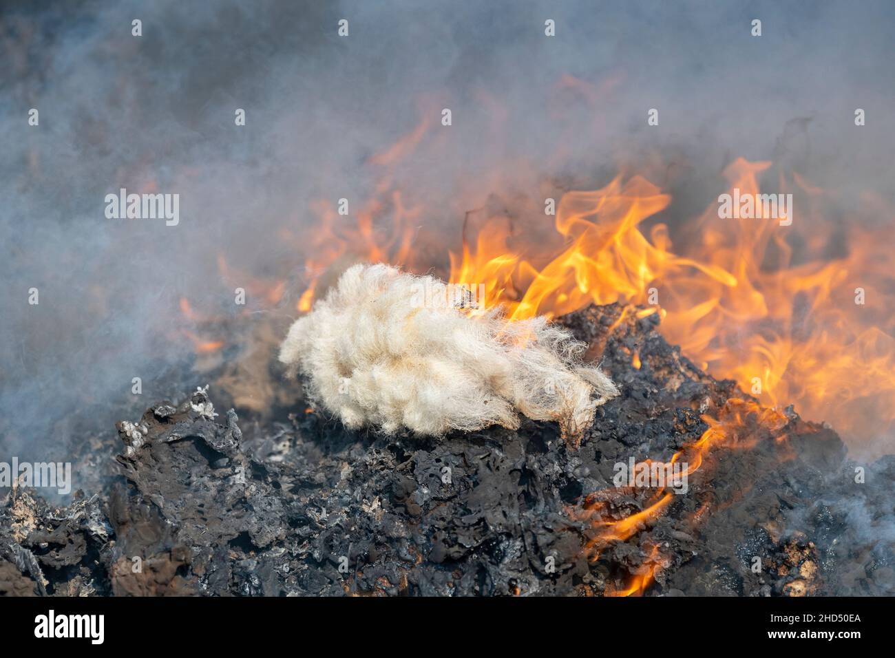 Farmer sheep fire hi-res stock photography and images - Alamy