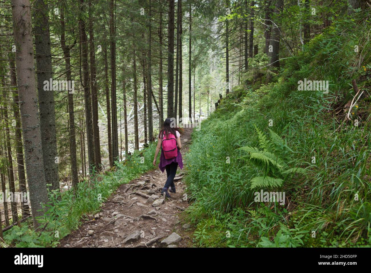 Wandering through forest, woman walks trails. Back shot Stock Photo - Alamy