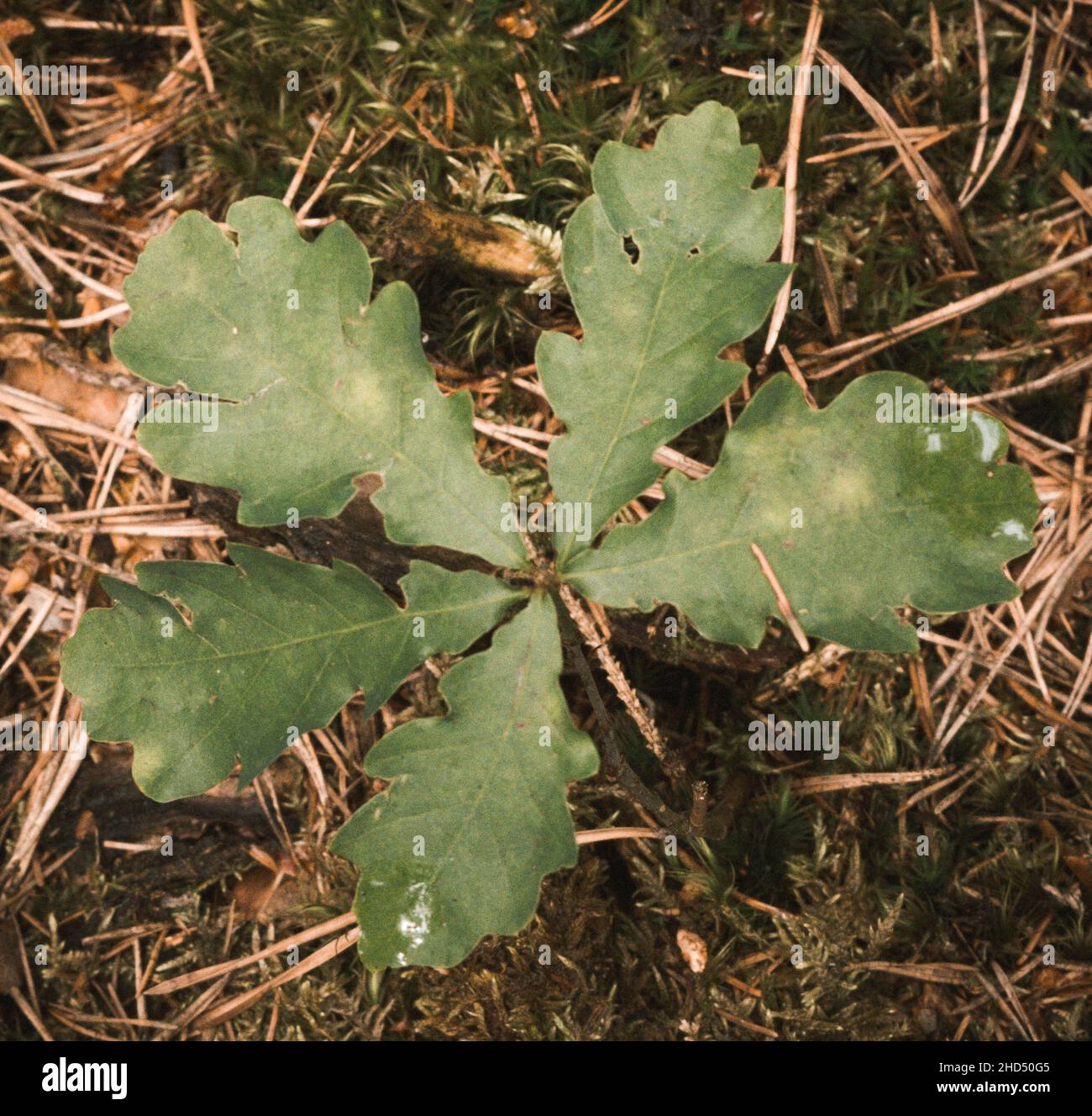 Small oak tree hi-res stock photography and images - Alamy