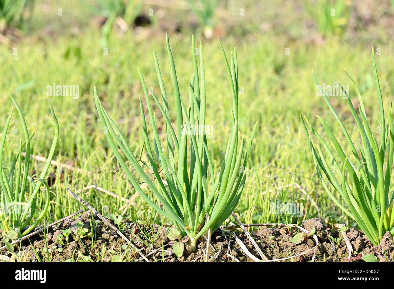 closeup the ripe green onion plant with leaves growing in the farm over ...