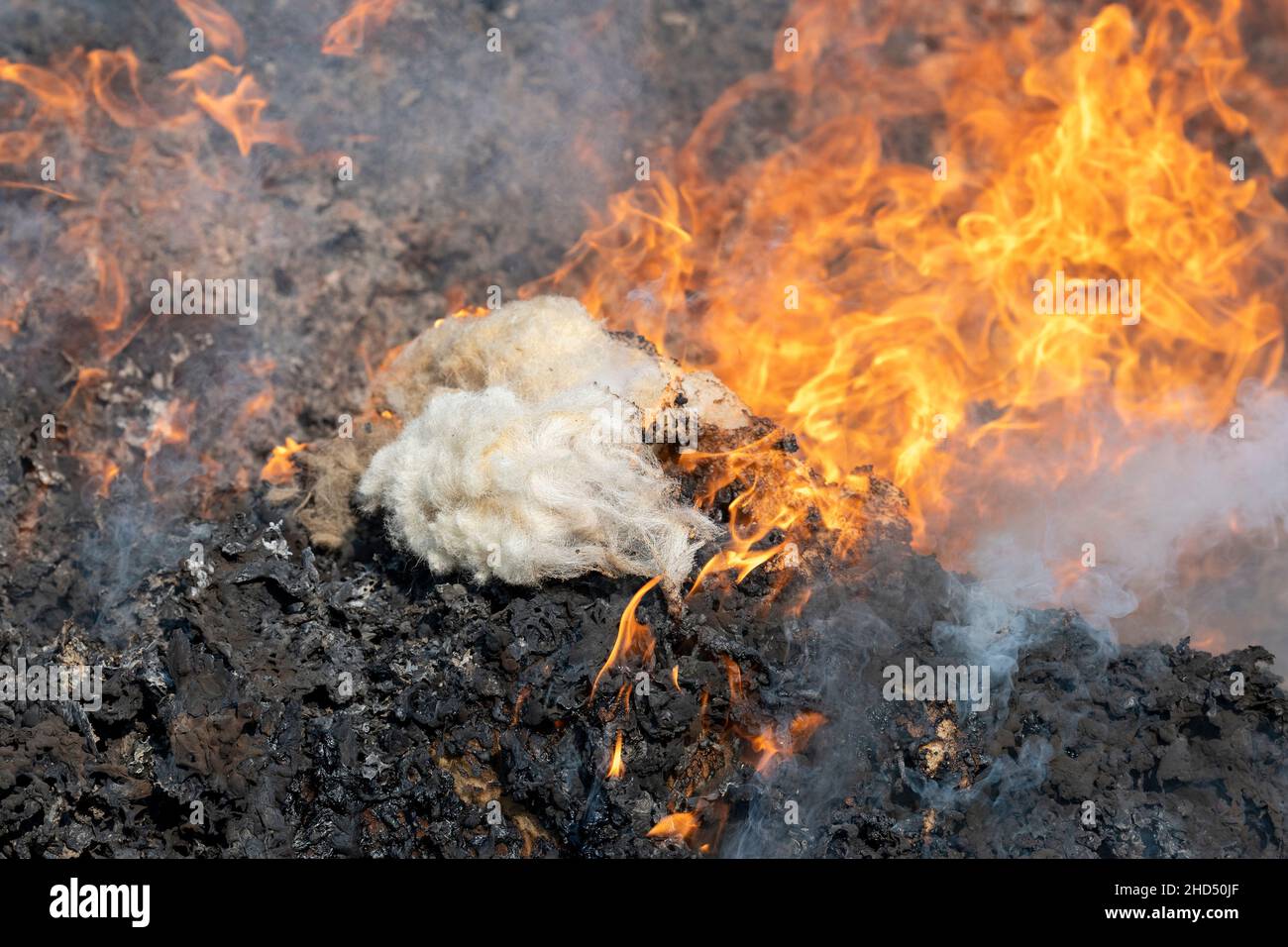 Farmer burning wool as it has become uneconomical to sell as demand has ...