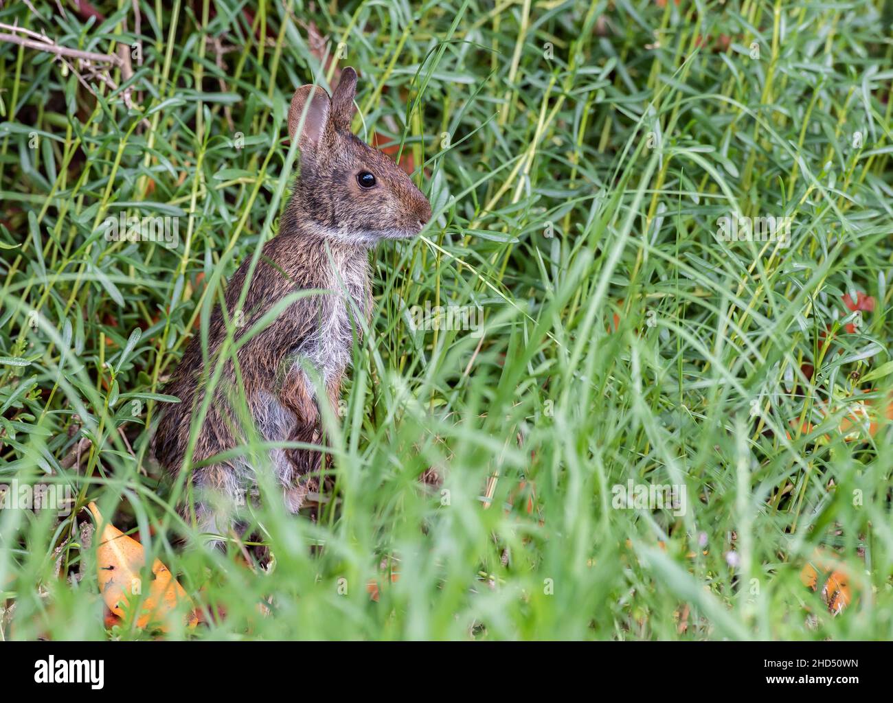 Grassland creature hi-res stock photography and images - Alamy