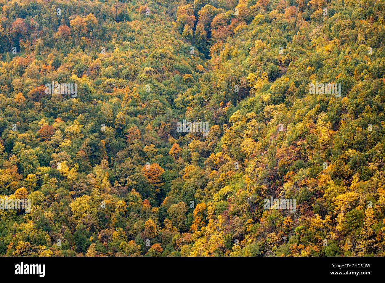 Beautiful view of autumn colored trees and plants in Bulgaria Stock ...