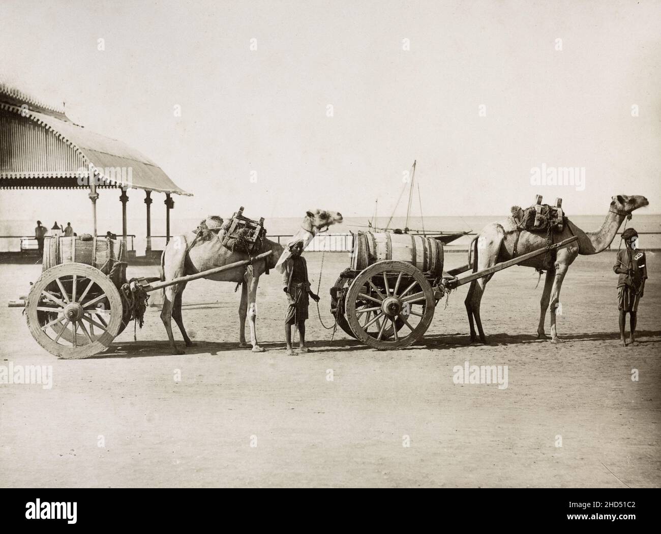 Vintage 19th century photograph: Water barrels being pulled by camels, Aden, Yemen Stock Photo ...