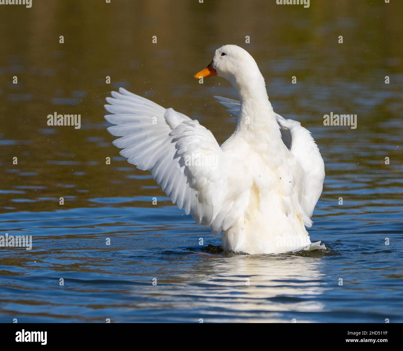 Water wings hi-res stock photography and images - Alamy