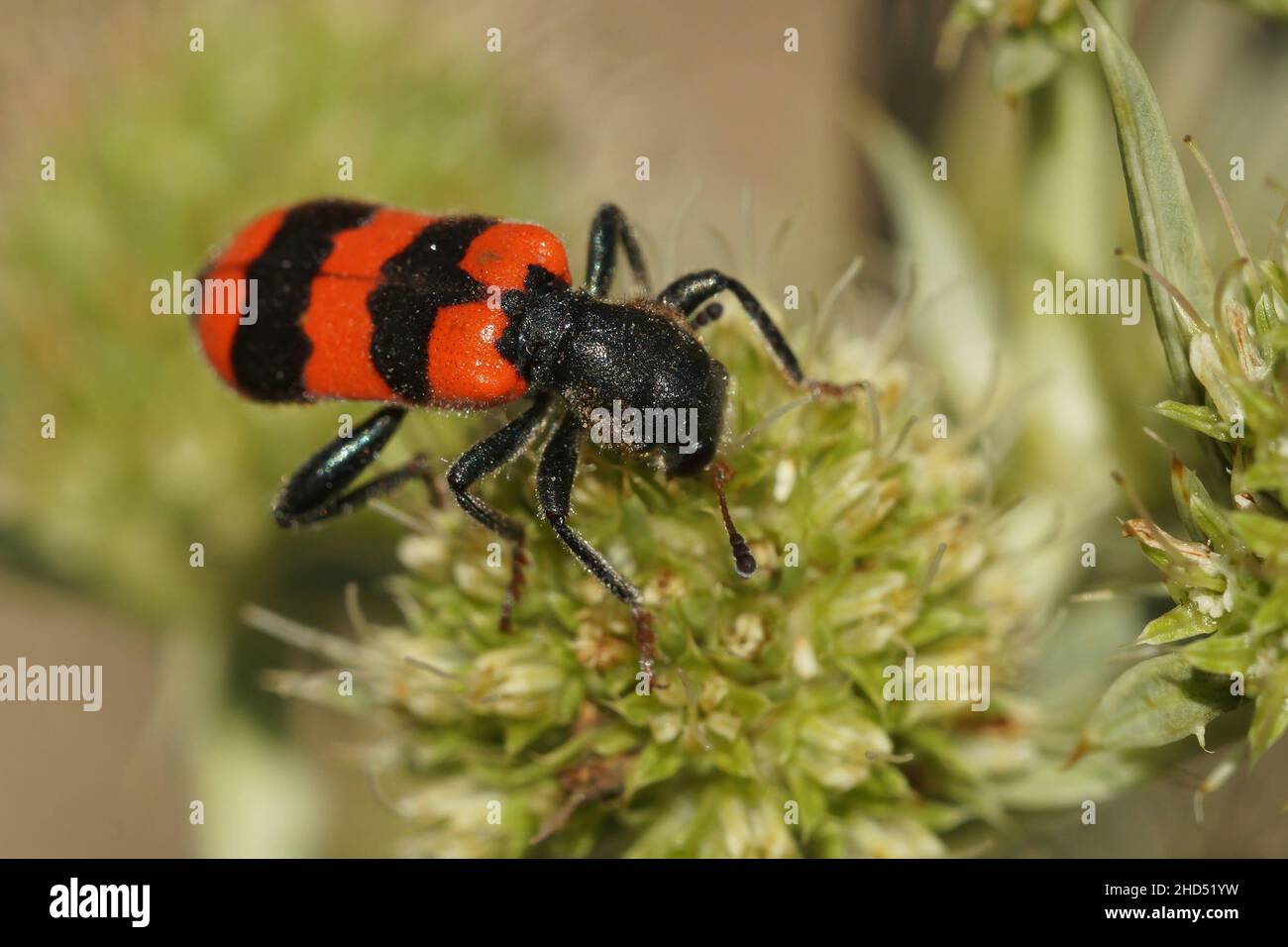 Coseup on the brilliant red colored bee hive beetle , Trichodes ...