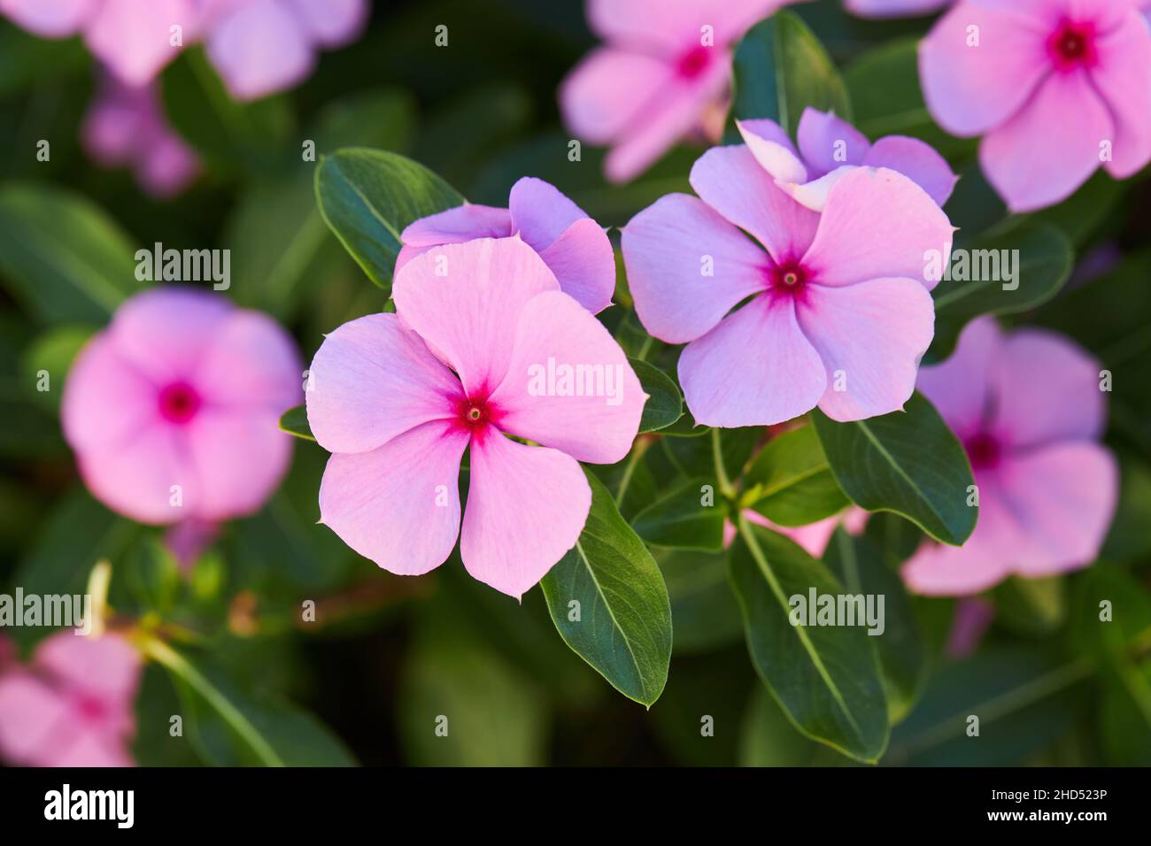 Close up of beautiful pink Catharanthus roseus. It is also known as ...