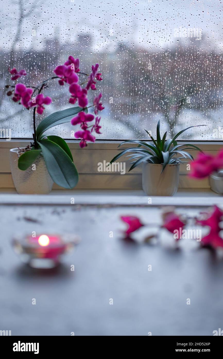 Wintertime with candle and flowers. Sunset window on a rainy day with ...