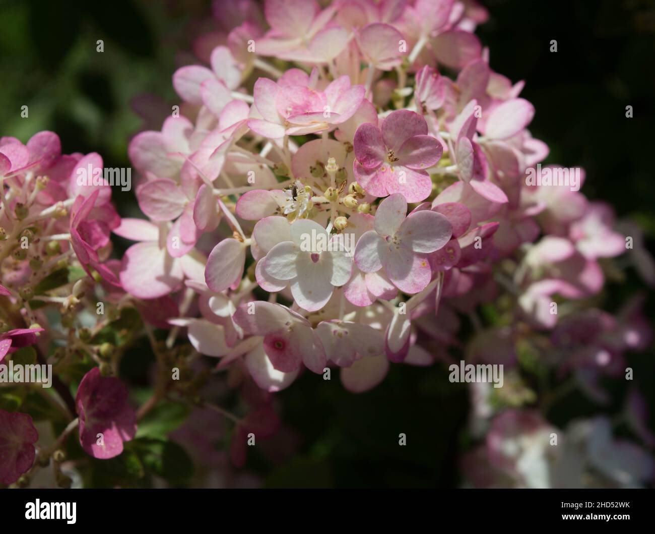 pink and white hydrangea blooming in summer background Stock Photo - Alamy