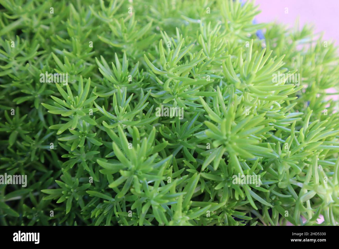 Closeup of Sedum lineare texture plants with green leaves in the garden ...