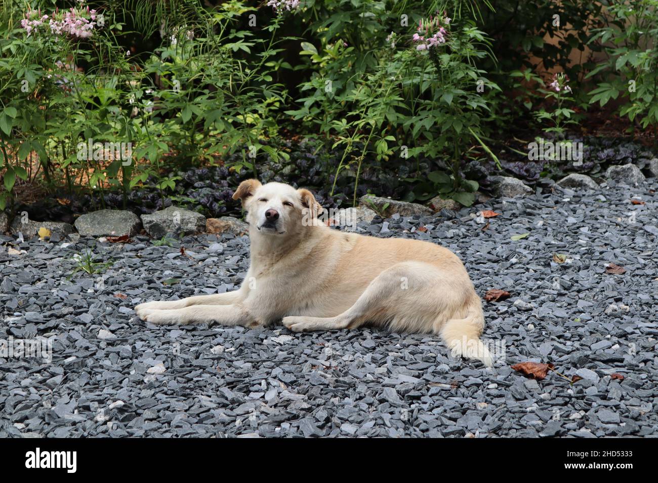 What Is The Breed Of Aidi