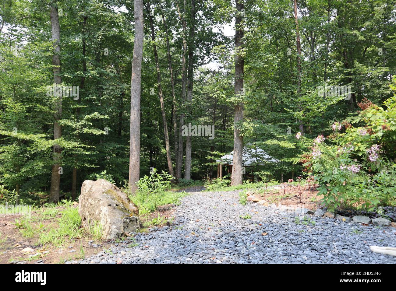 View of a pathway to a forest with tall trees in Virginia, USA Stock ...
