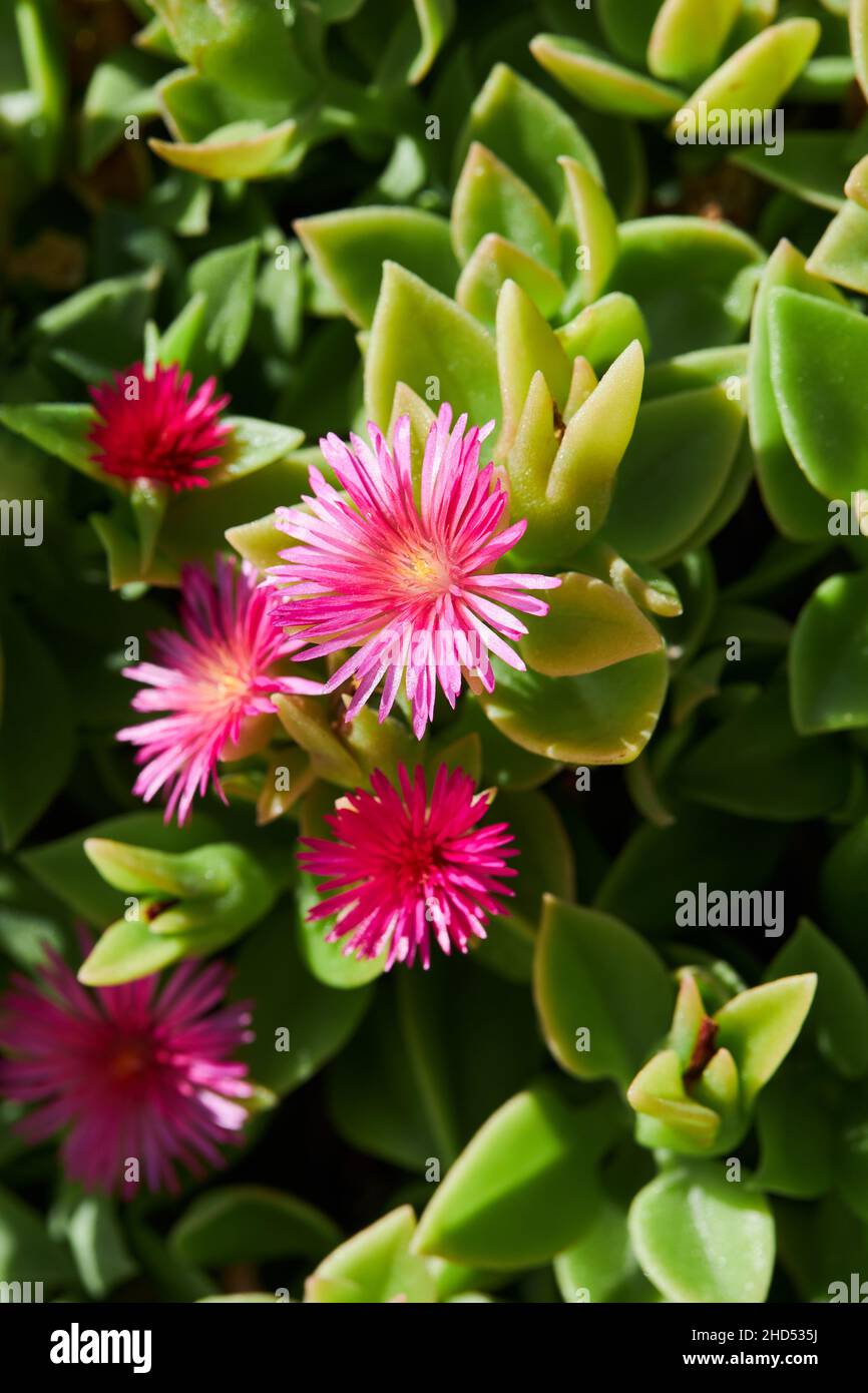 Carpobrotus Chilensis or Carpobrotus edulis flower close up. It is also ...