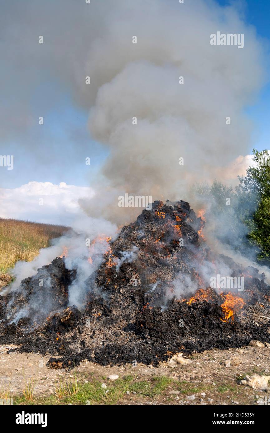 Farmer burning wool as it has become uneconomical to sell as demand has ...