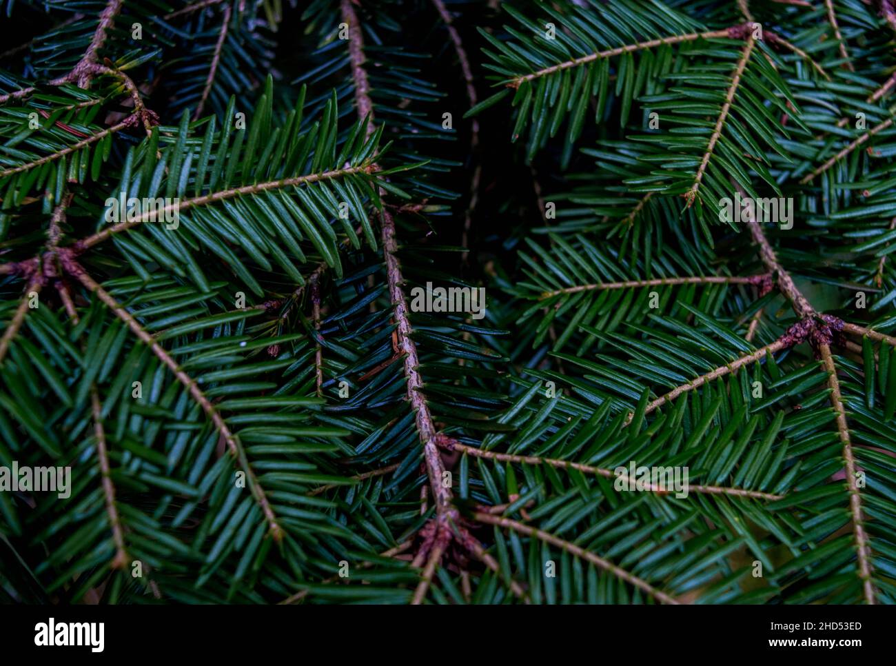 dark green fir branches close up background Stock Photo - Alamy
