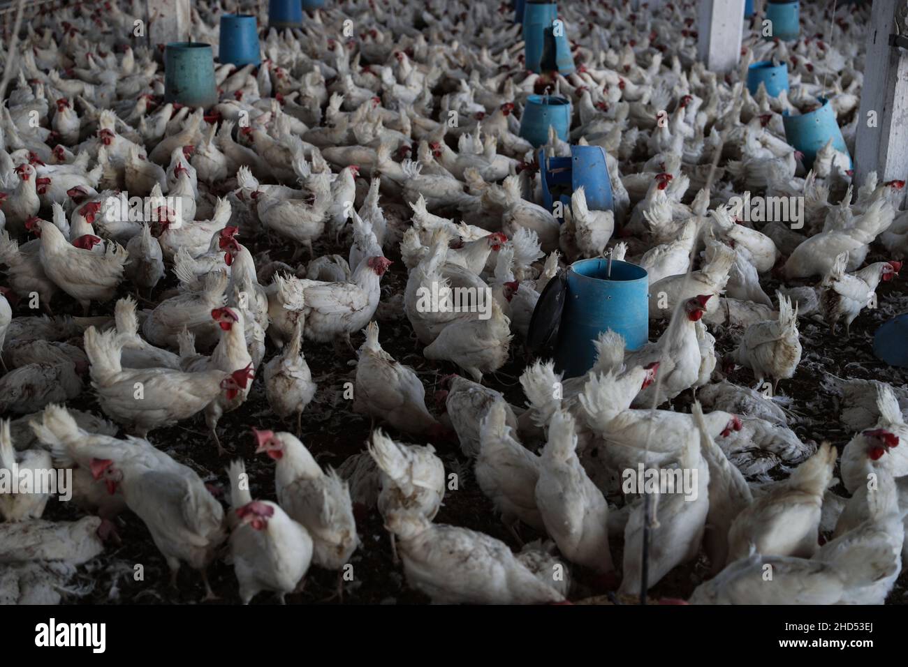 Armanaz, Syria. 03rd Jan, 2022. Chickens are pictured in a destroyed ...