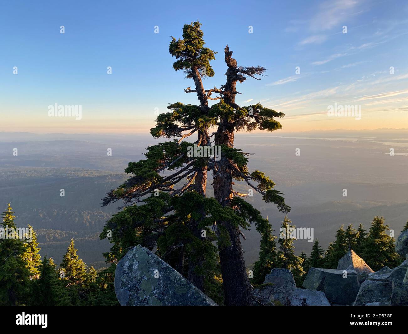 Gnarly tree hi-res stock photography and images - Alamy