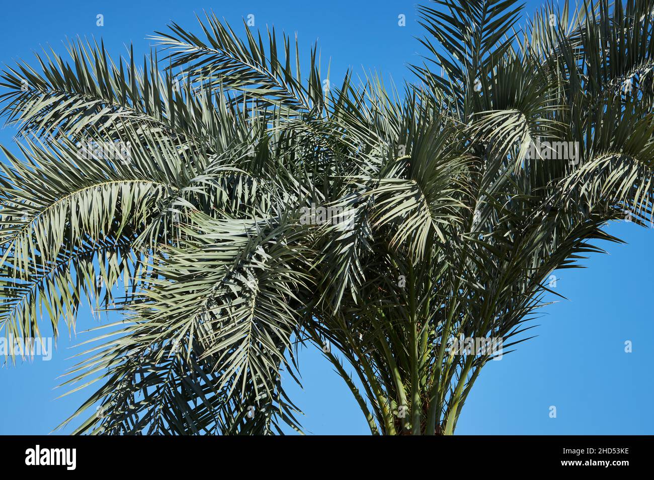 Phoenix roebelenii also known as Pygmy date palm foliage on a blue sky ...